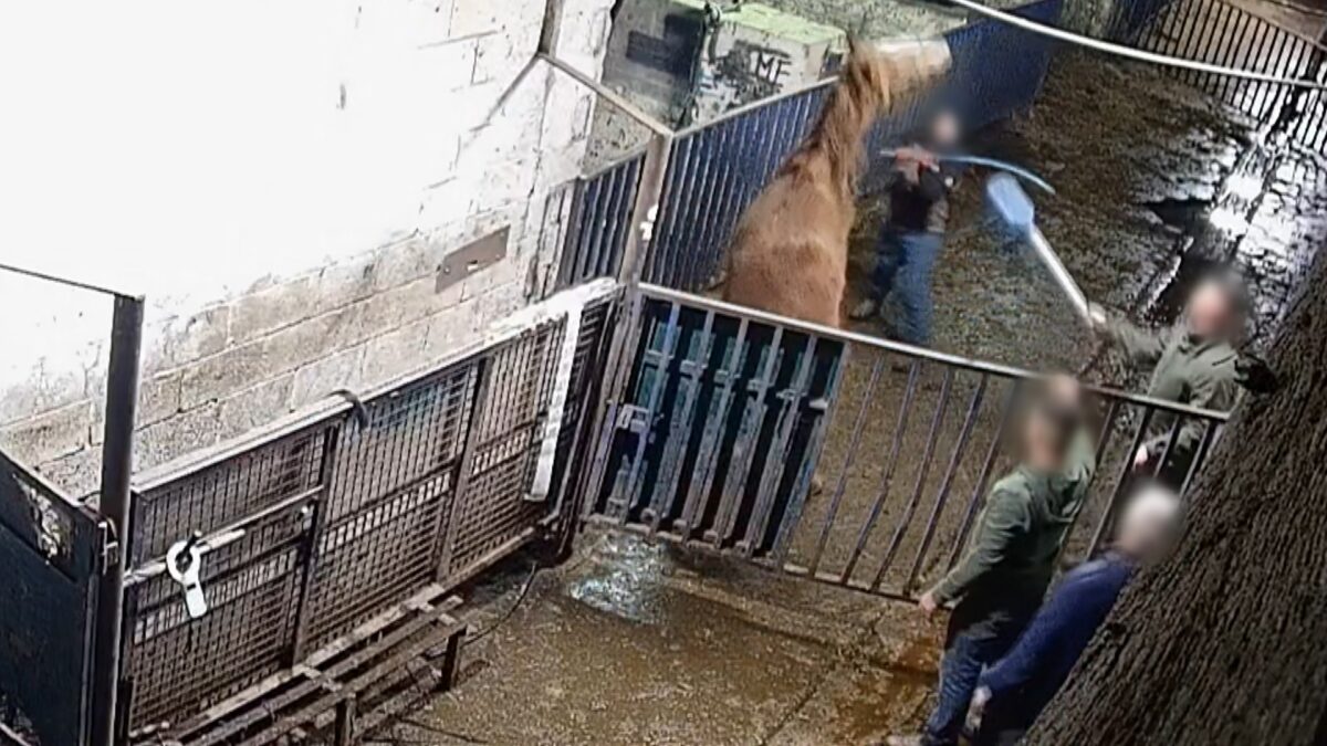 Footage of Cruelty and Abuse of Horses in Kildare revealed by RTÉ ...