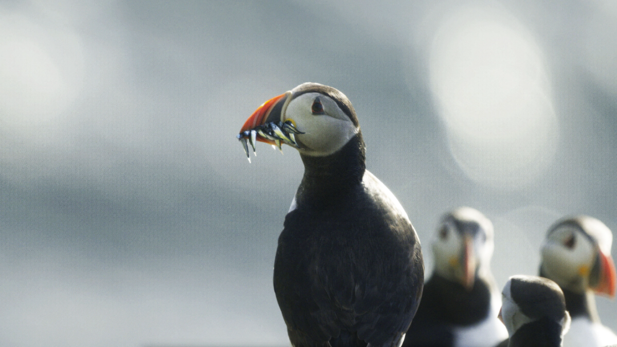 New RTÉ series narrated by Brendan Gleeson tells the story of Kerry’s ...