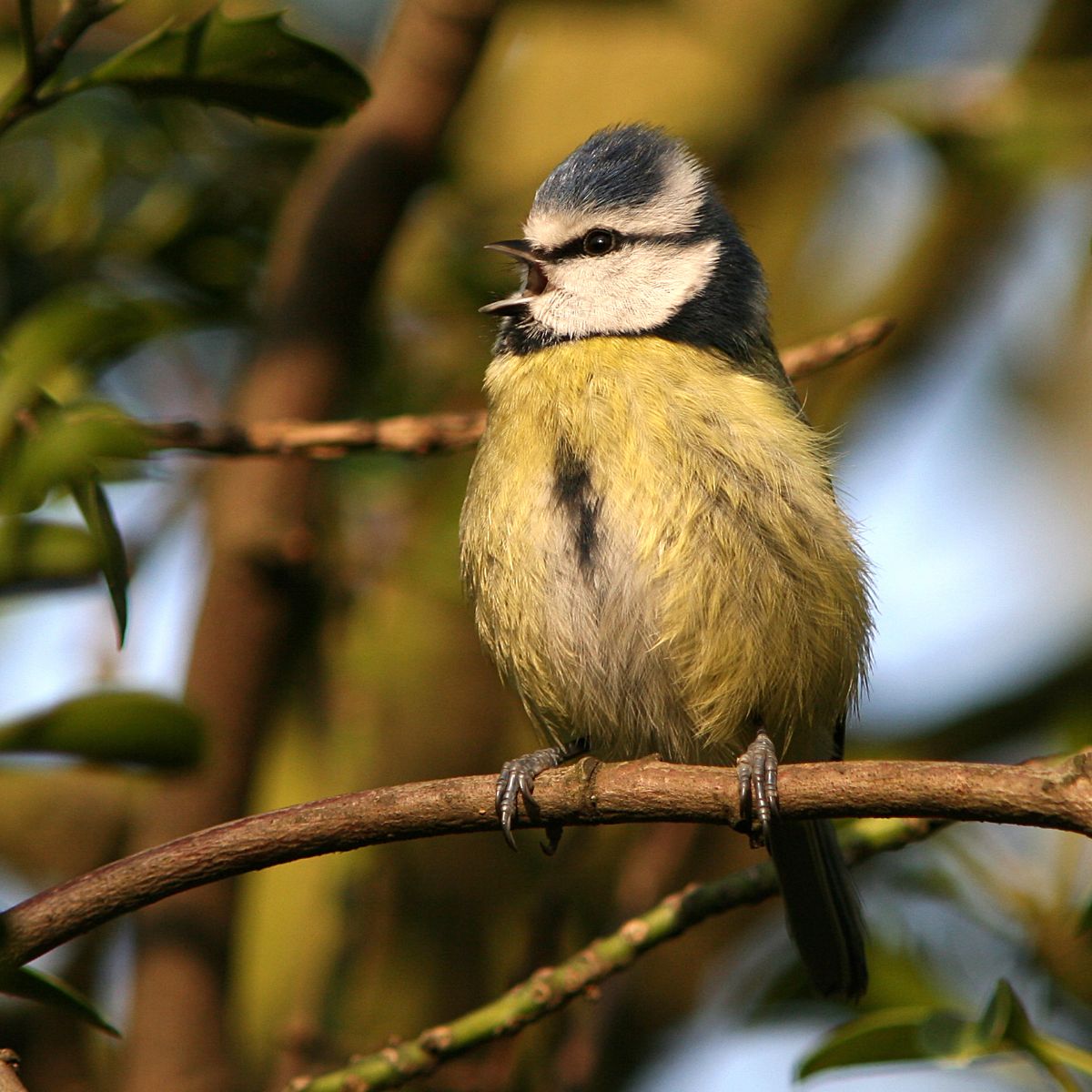 Listen to the birds sing! Experience mother nature in a seven-hour ...